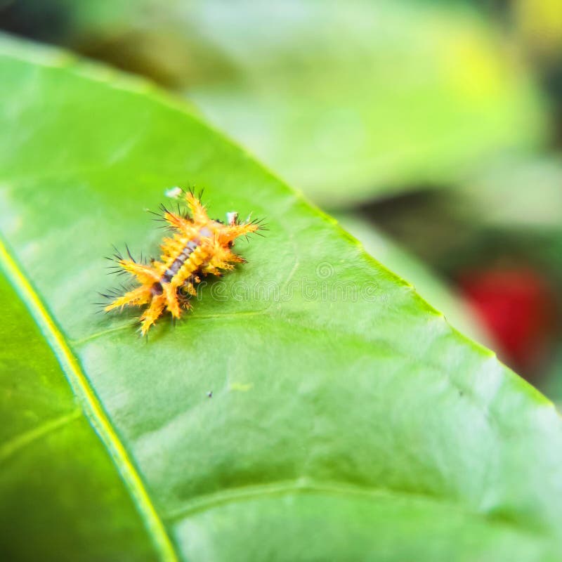 A Setothosea Asigna or Sun Caterpillar Stock Photo - Image of ...