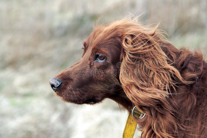 The red hair labrador stock photo. Image of eyes, haired - 1792264