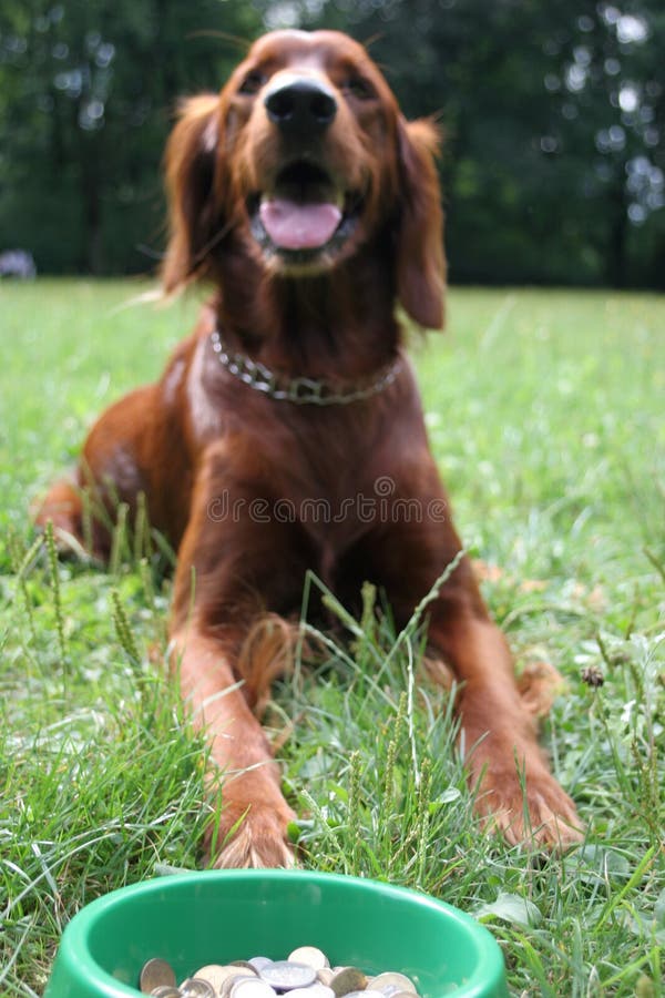 Setter (dog) with money stock image. Image of coin, setter - 1699131
