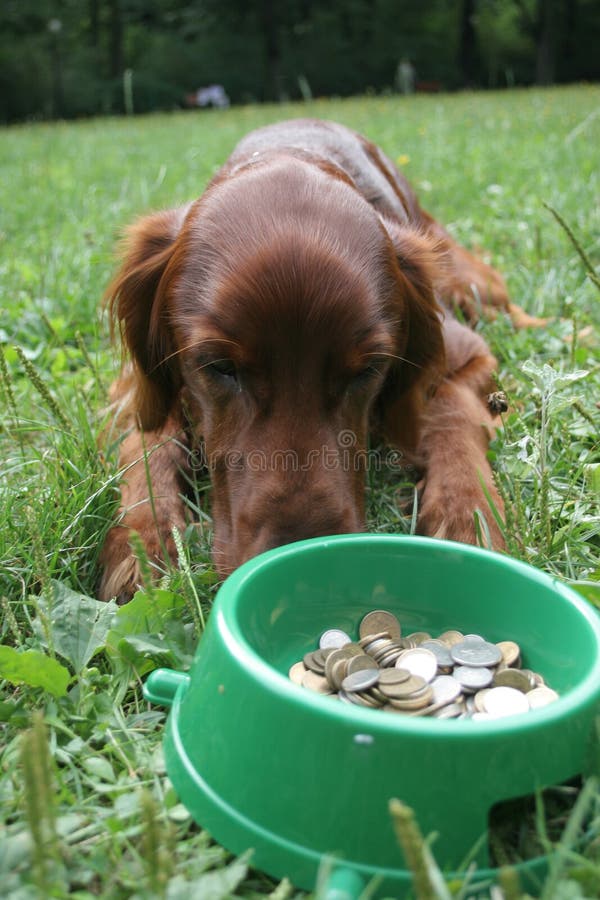 Setter (dog) with money stock photo. Image of money, bowl - 1699208