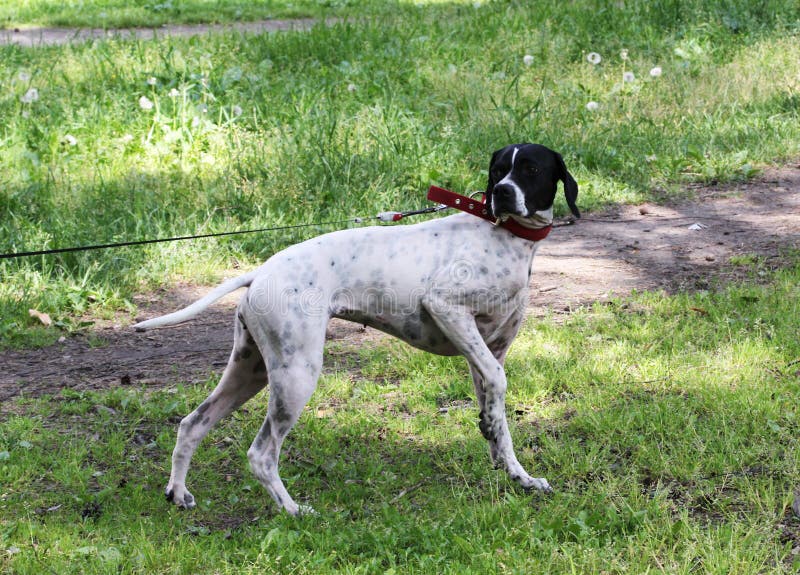 Setter Dog Point Preys on Pigeons in the Park, Making the Rack Stock ...