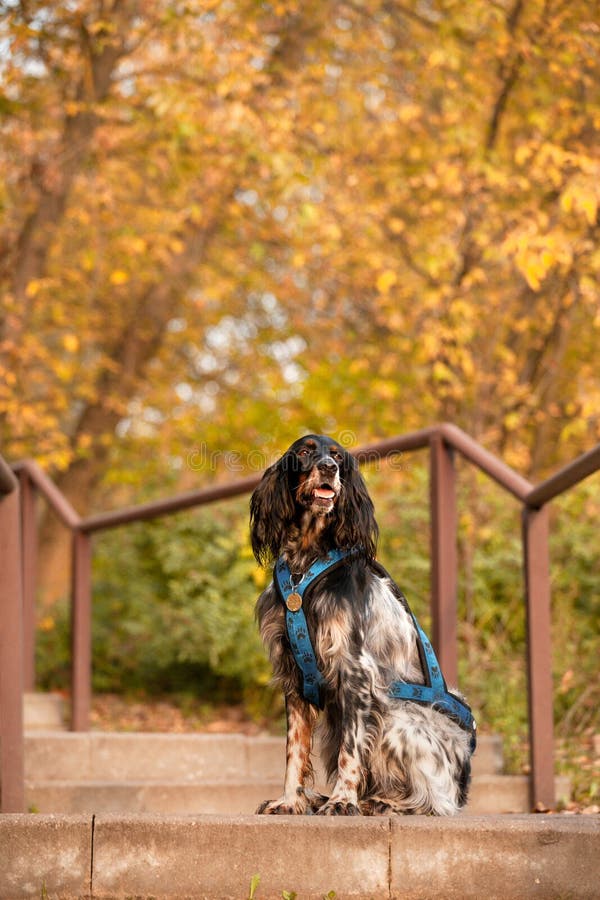 Setter Dog Sitting in the Autumn Park Editorial Stock Image - Image of ...