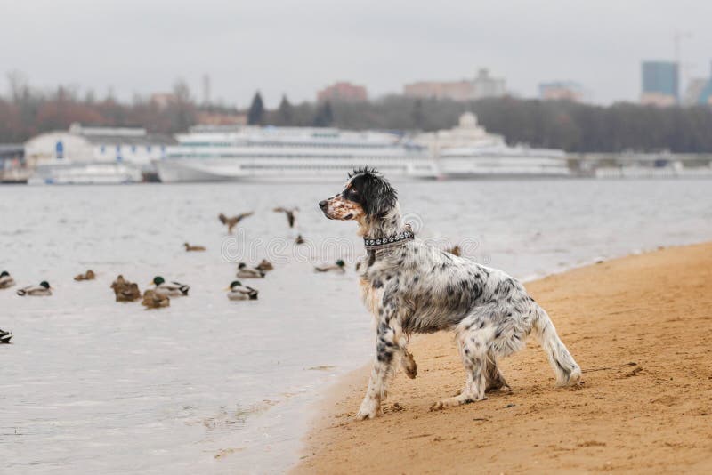 The Setter Dog Stands by the River Stock Image - Image of setter, river ...