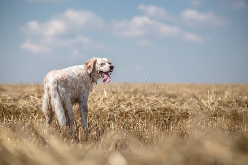 Setter in field stock image. Image of meadow, colorful - 42651037