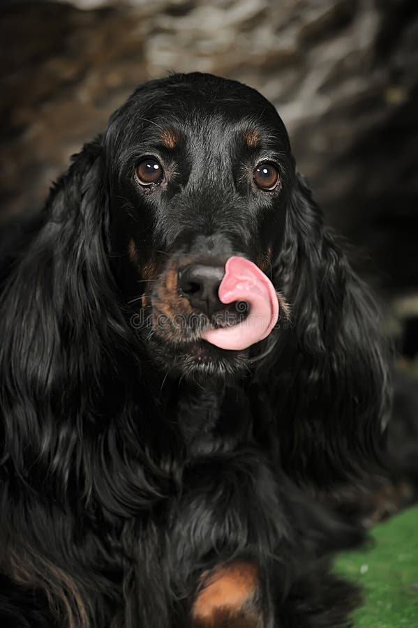 Setter stock image. Image of sitting, indoors, pedigree - 40122043