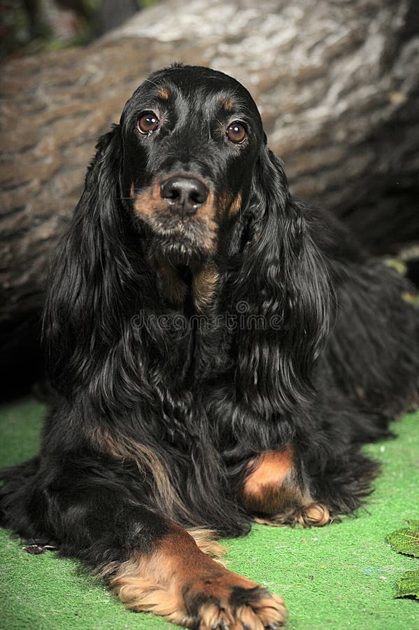 Gordonsetter stock photo. Image of animal, cook, trapper - 12741170