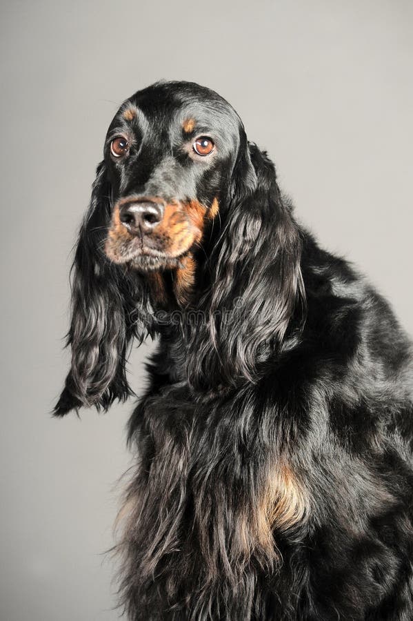 Setter stock photo. Image of sitting, looking, months - 40122486