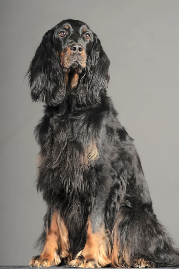 Gordonsetter stock photo. Image of animal, cook, trapper - 12741170