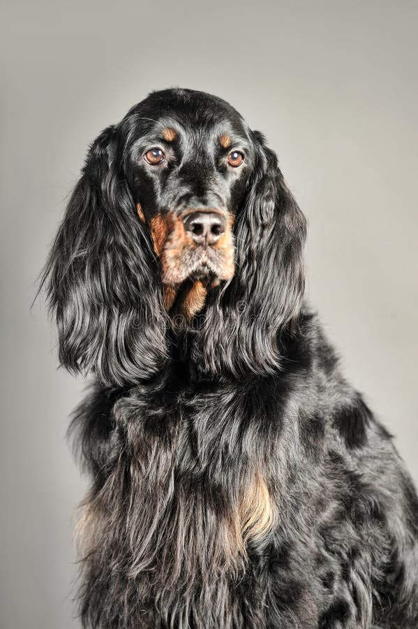 Setter stock photo. Image of months, alert, pedigree - 40122692