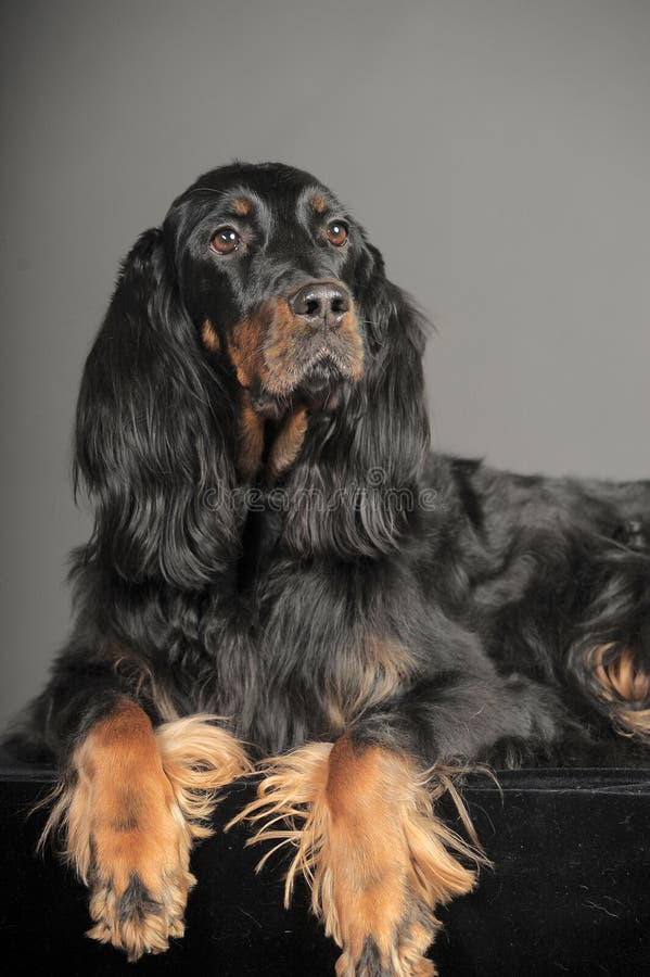 Setter stock image. Image of mammal, setter, looking - 40122773