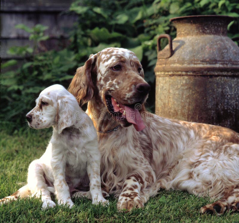 Setter inglese immagine stock. Immagine di pelliccia - 34689259