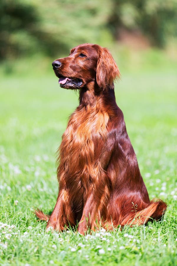 Setter Vermelho Irlandês No Fundo Branco Foto de Stock - Imagem de ...