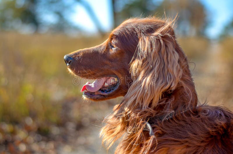 Setter Irlandese. fotografia stock. Immagine di ritratto - 34236572