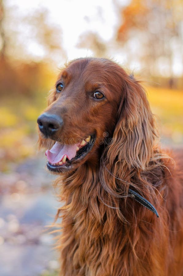 Setter Irlandese. fotografia stock. Immagine di ritratto - 34236572