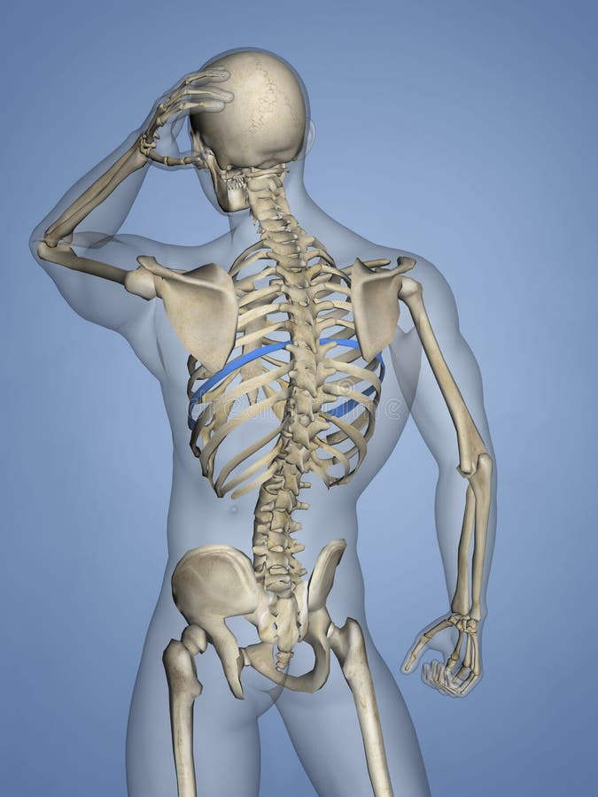 Settima Costola, Rib Cage, Modello 3D Illustrazione di Stock ...