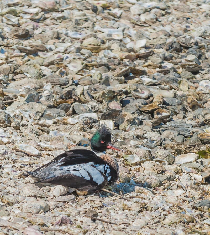 Setting stock image. Image of nature, shell, duckhead - 68313917