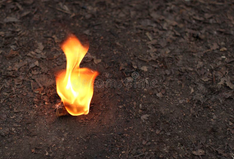 Setting Fire To Birch Bark and a Fire in the Forest Near Withered Grass ...