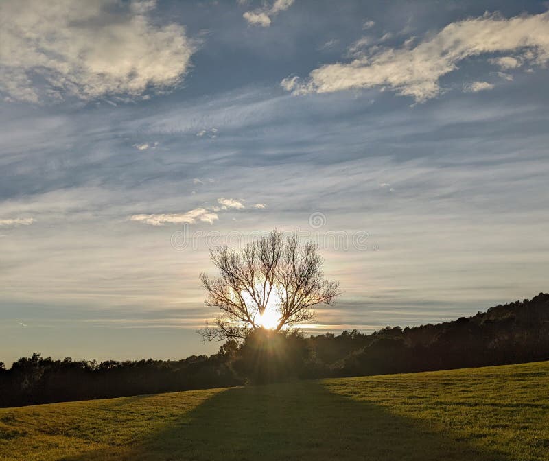 Sun behind tree stock image. Image of greenish, tree - 99368961
