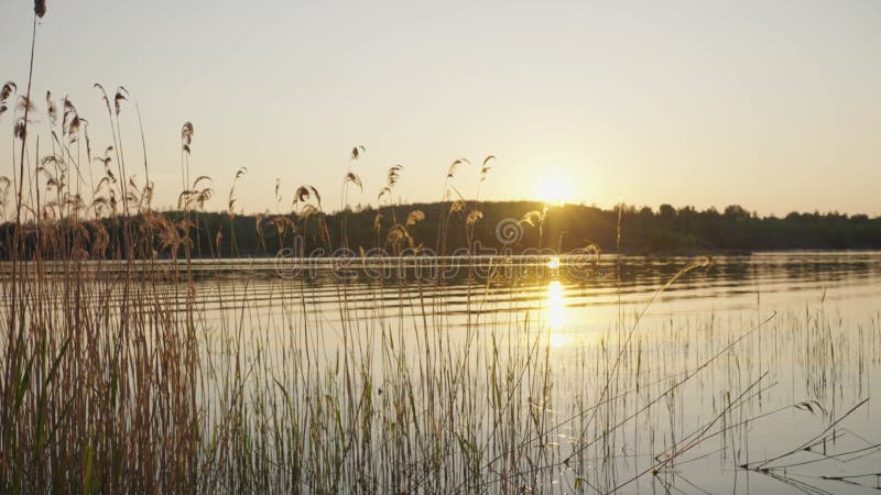 Setting Sun Breaks through Stalks of River Bulrush in Evening Stock ...