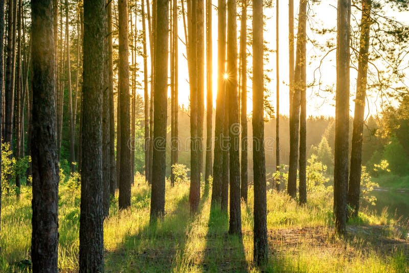 Setting Sun Breaks through Trees Stock Photo - Image of spring, sunset ...