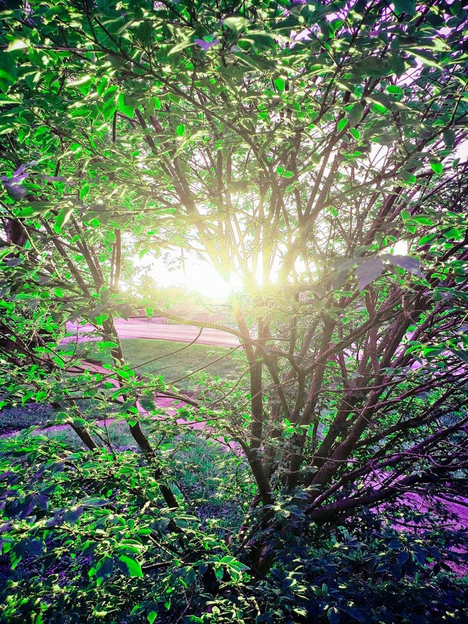Setting sun through bush stock photo. Image of branch - 193254264