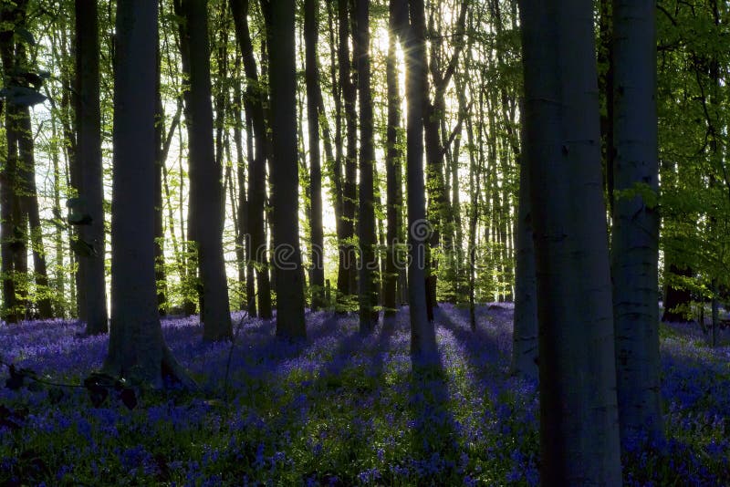Setting Sun Casting Long Shadows through a Bluebell Beech Wood Stock ...