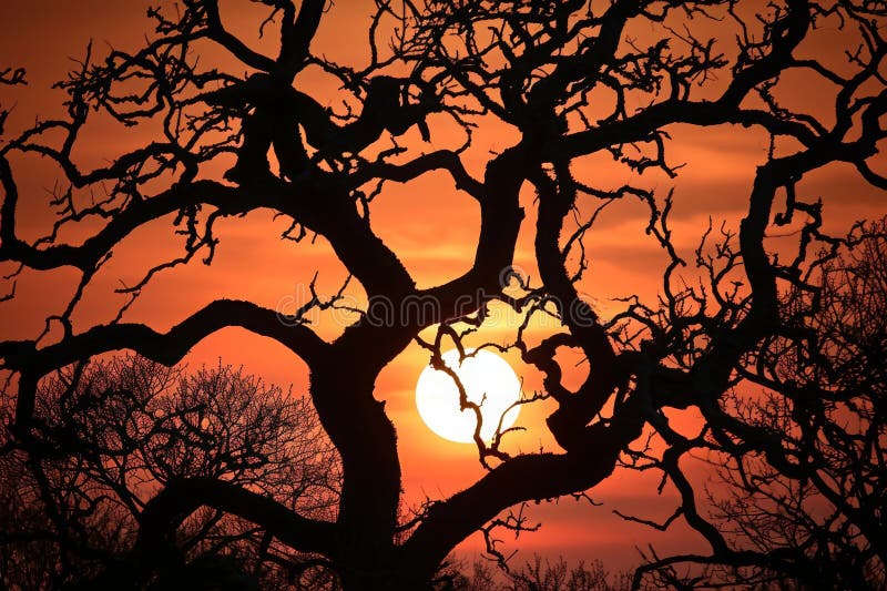 The Setting Sun Casts Long Shadows Behind a Tree Devoid of Leaves ...