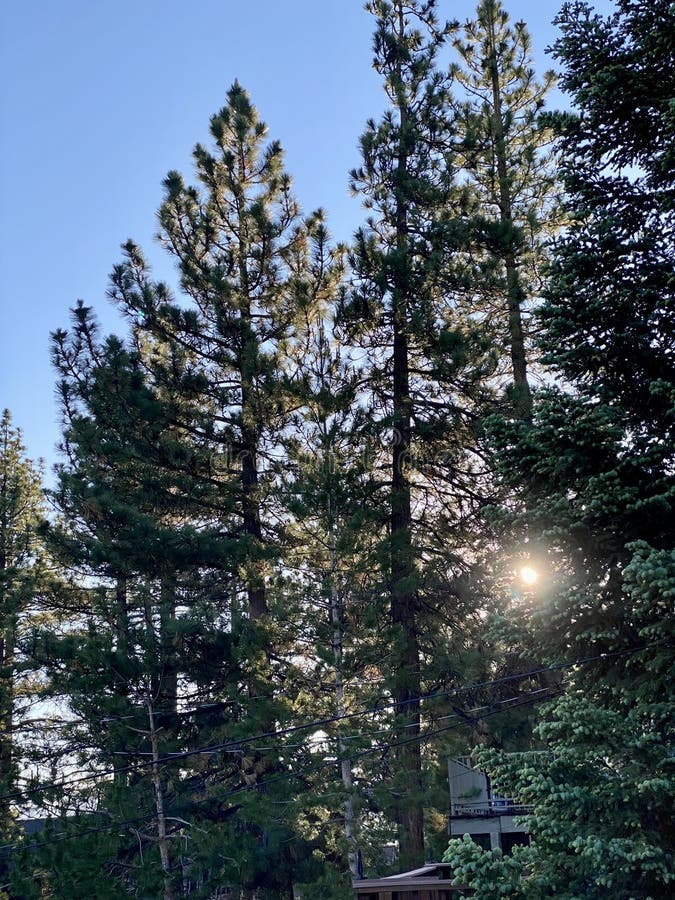 Setting Sun Coming through Pine Trees Stock Image - Image of afternoon ...