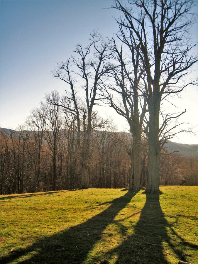 Tree Shadows in Setting Sun Stock Image - Image of sunset, trail: 113903079