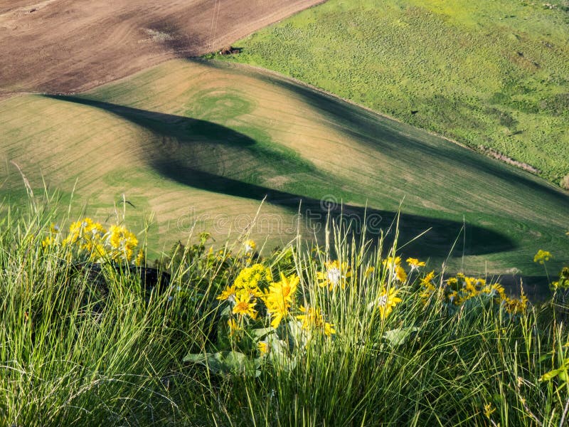 Setting Sun Creates Long Shadows on Rolling Hills Stock Image - Image ...