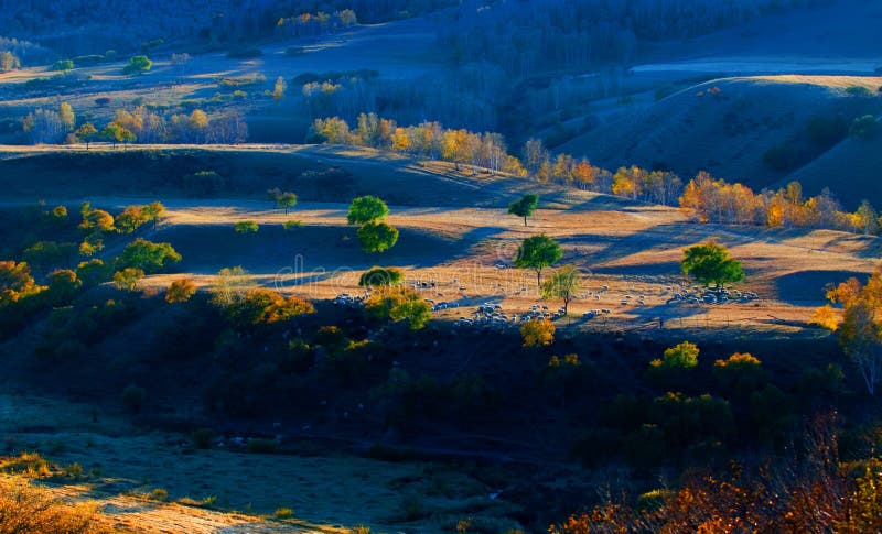 The Setting Sun Exposure Under the Flock Stock Photo - Image of flock ...