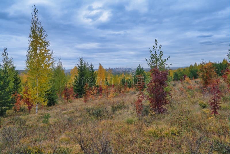Autumn Landscape Young Trees in Autumn Coloring on a Cloudy Day Stock ...