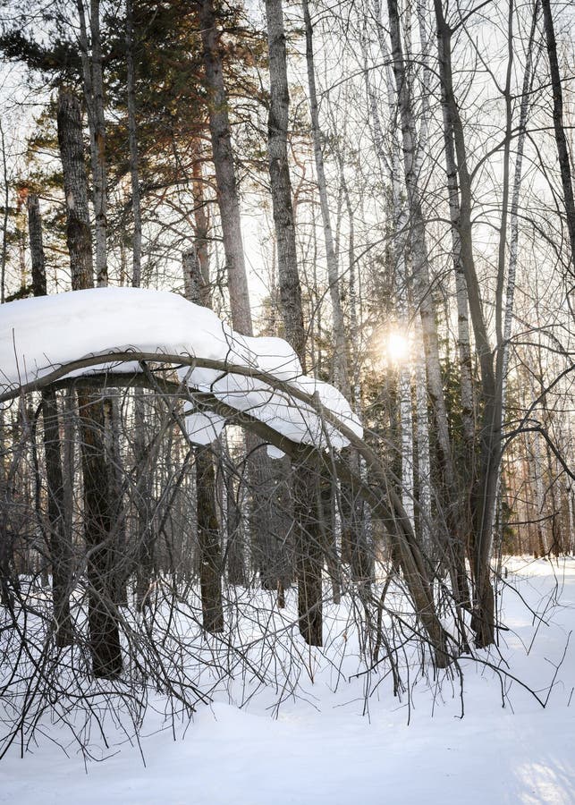 The Setting Sun Illuminates the Snowdrifts on the Trees in the Forest ...