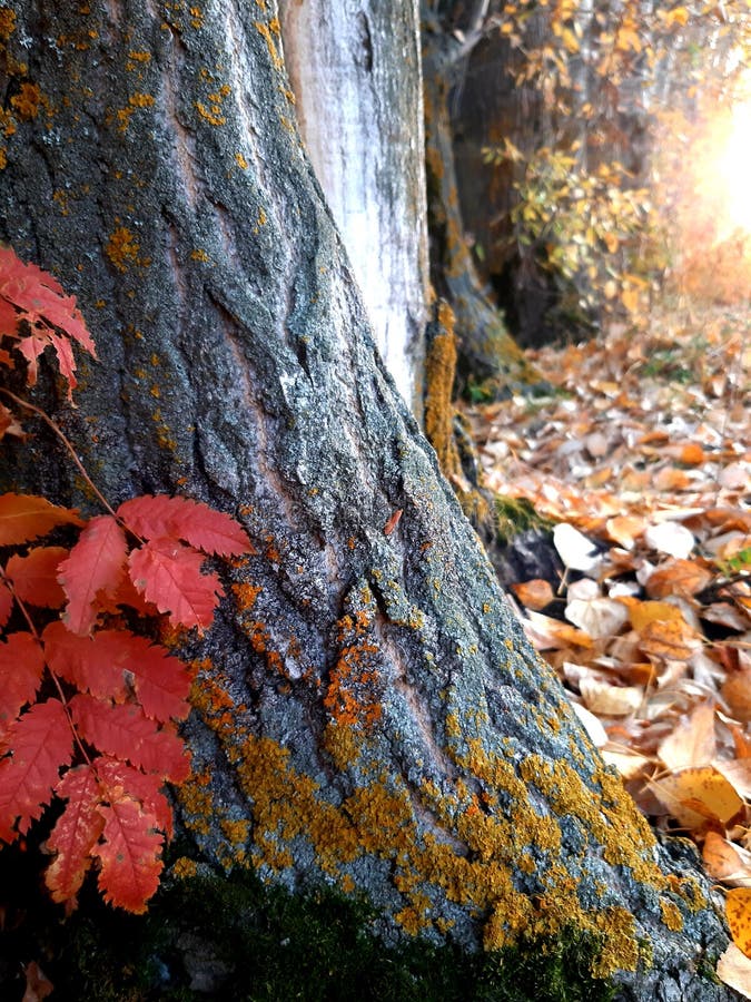 The Setting Sun Illuminates the Trunk of an Aurumn Tree Stock Image ...