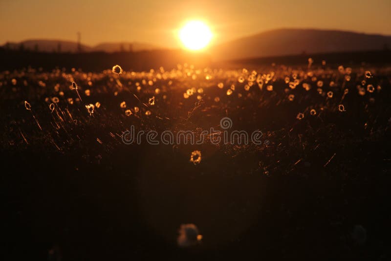 The Setting Sun Illuminates Wildflowers Stock Image - Image of ...