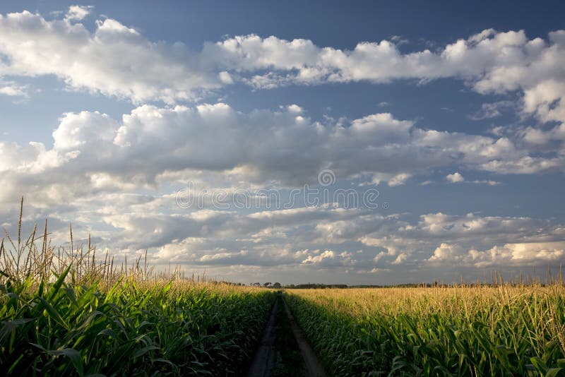 Setting Sun Over Corn Field and Dirt Road, Midwest, USA Stock Photo ...