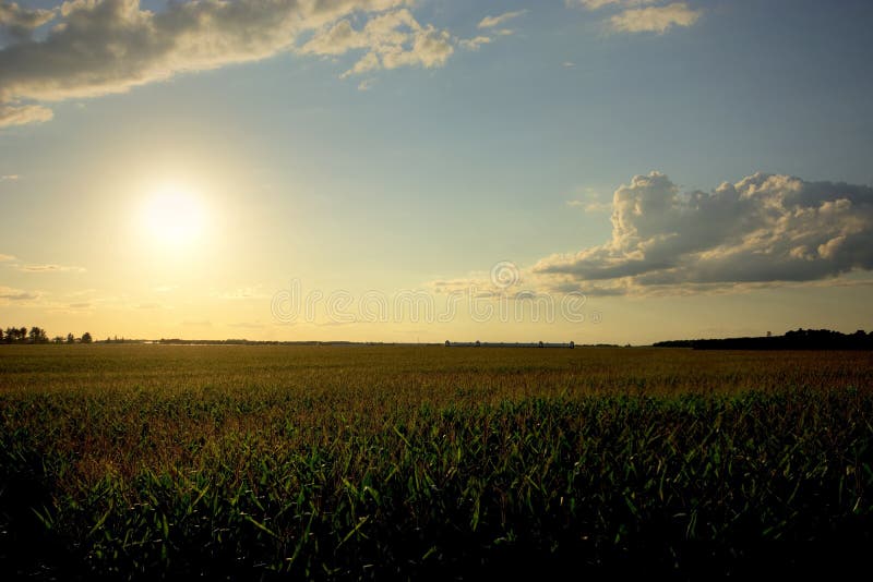 Setting Sun Over Corn Field, Midwest, USA Stock Image - Image of cloud ...