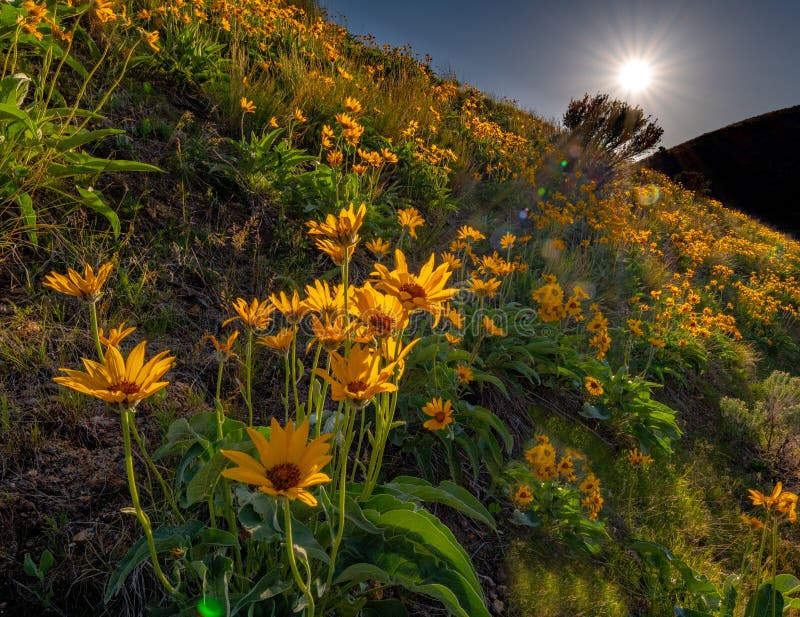 Yellow Wildflowers in the Foothills Over Boise Idaho in the Spring ...