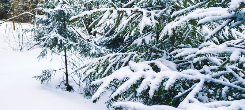The Setting Sun Peeking through the Snow Covered Branches in a Marsh in ...