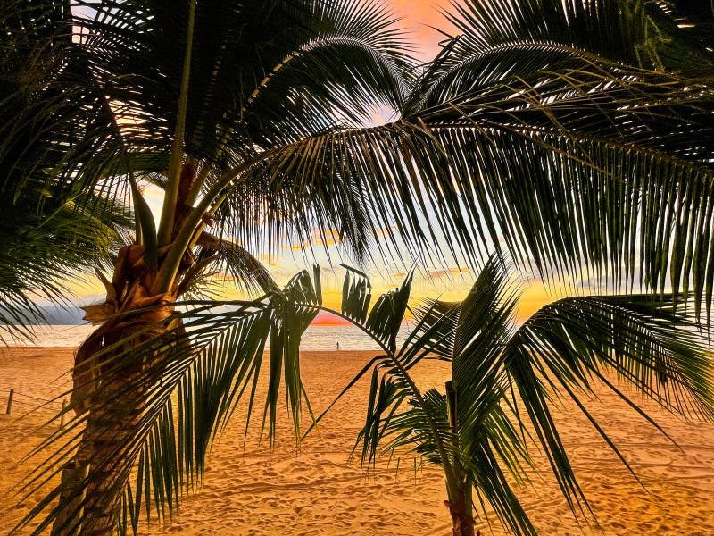 Palm Tree Branches on Beach at Sunset Tropical Stock Image - Image of ...