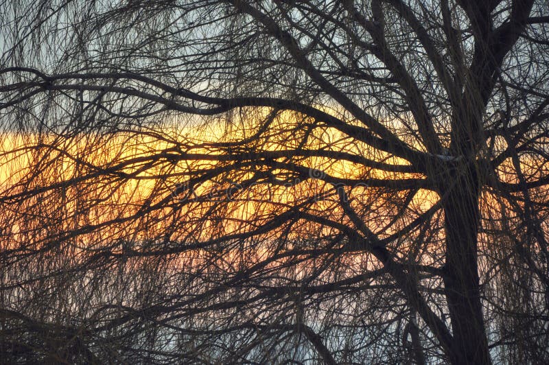 The Setting Sun Shines through Dense Tree Branches, Beautiful Warm ...