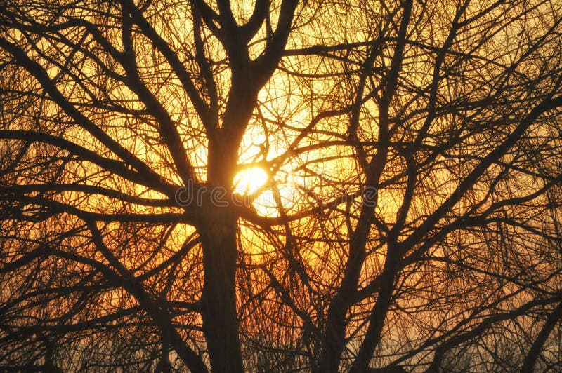 The Setting Sun Shines through Dense Tree Branches, Beautiful Warm ...