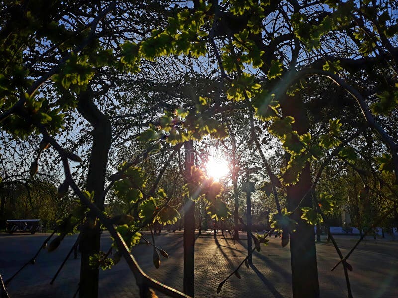 The Setting Sun Shines through the Foliage of the Trees in the Park ...