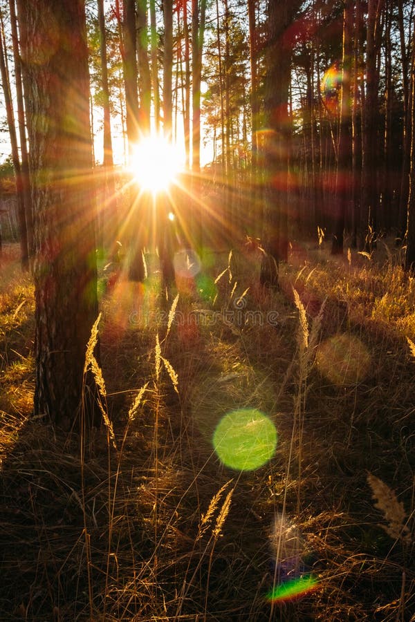 Backlight Sun through the Pines Stock Photo - Image of shadow, park ...