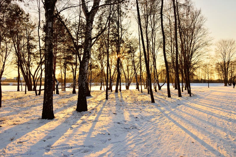 Winter Sun Over the Forest Edge Stock Photo - Image of forest, plants ...