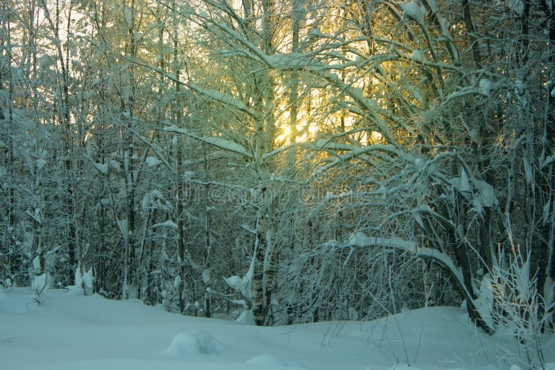 The Sun Shines through the Snow-covered Trees in the Forest Stock Image ...
