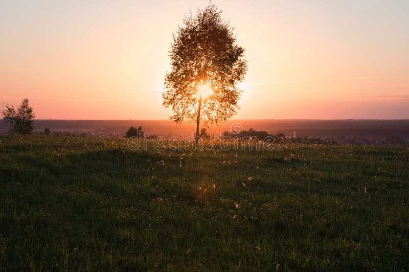 The Setting Sun Shines through the Tree Stock Photo - Image of yellow ...