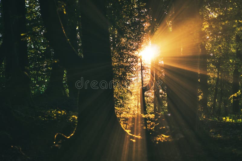 The Setting Sun Shines through the Trees in the Forest Stock Image ...