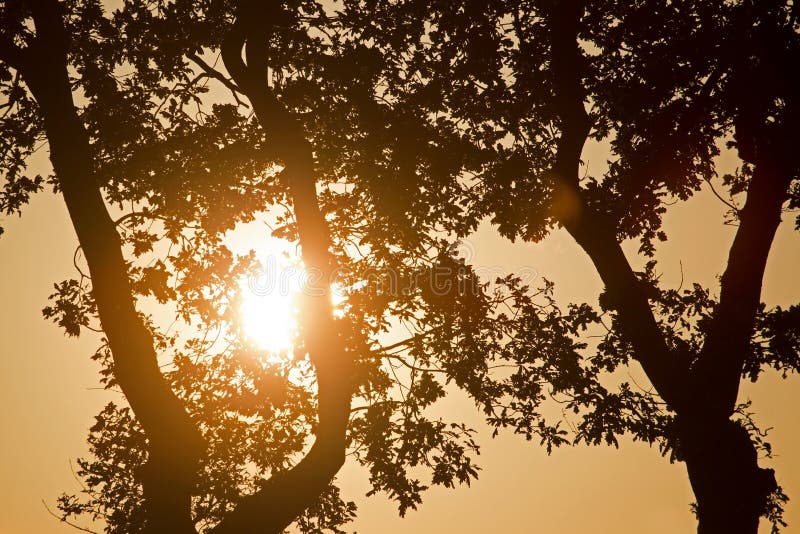 Setting Sun Shining through the Branches of a Tree Stock Image - Image ...
