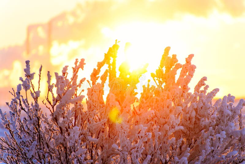 The Setting Sun Shining through the Bushes. Stock Photo - Image of ...